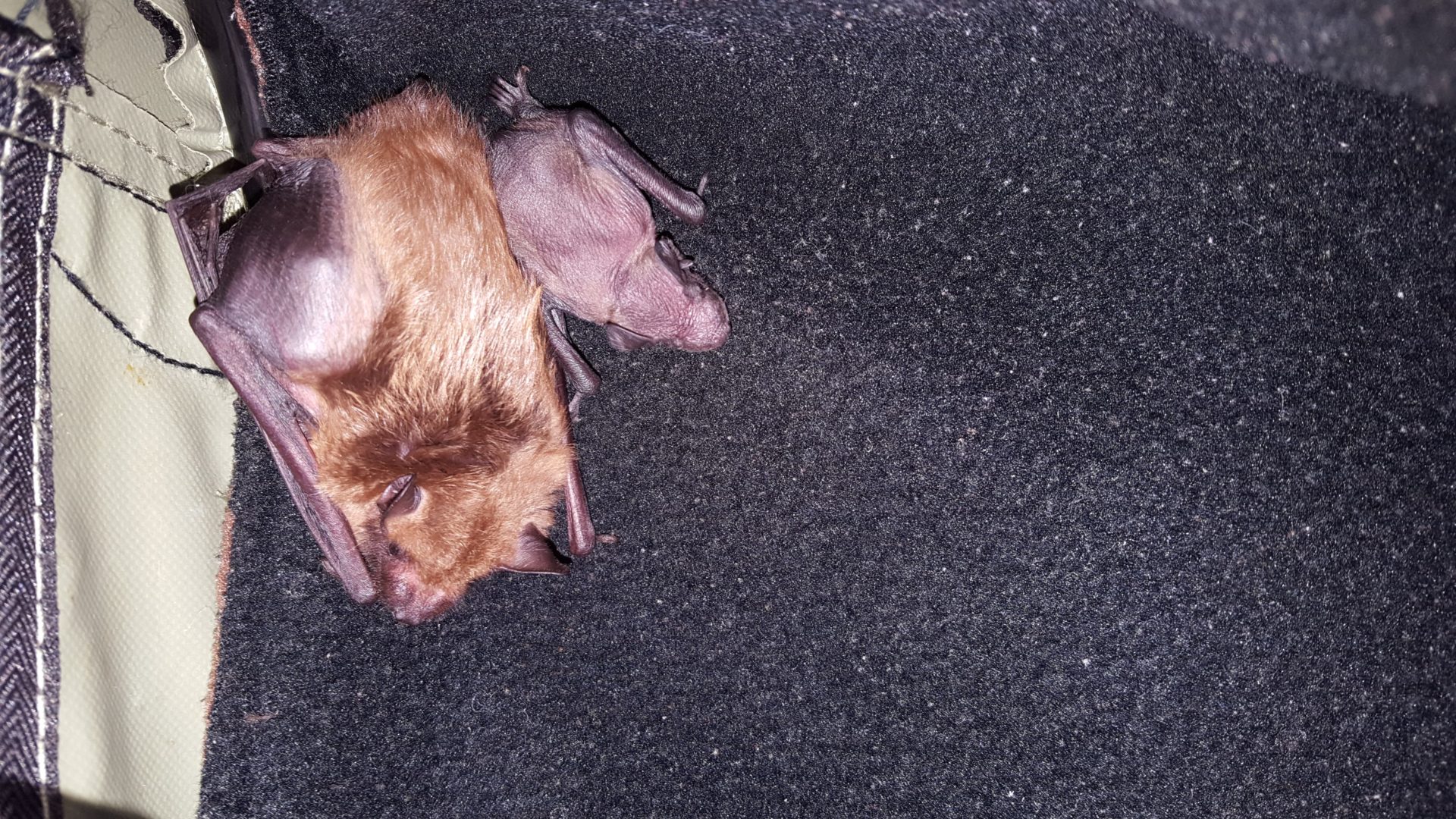 Little bats, little bats, how do you grow? - Bat Conservation & Rescue ...