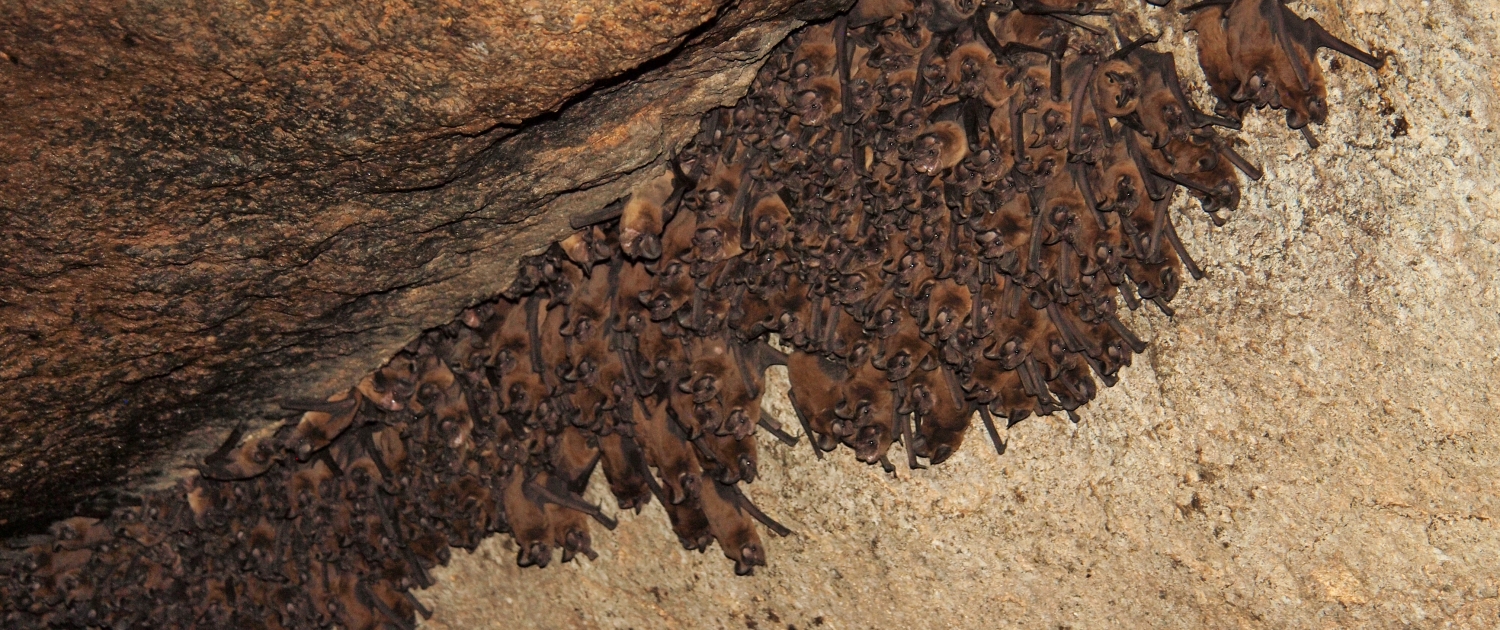 Freetails in Fiji - Bat Conservation & Rescue of Virginia