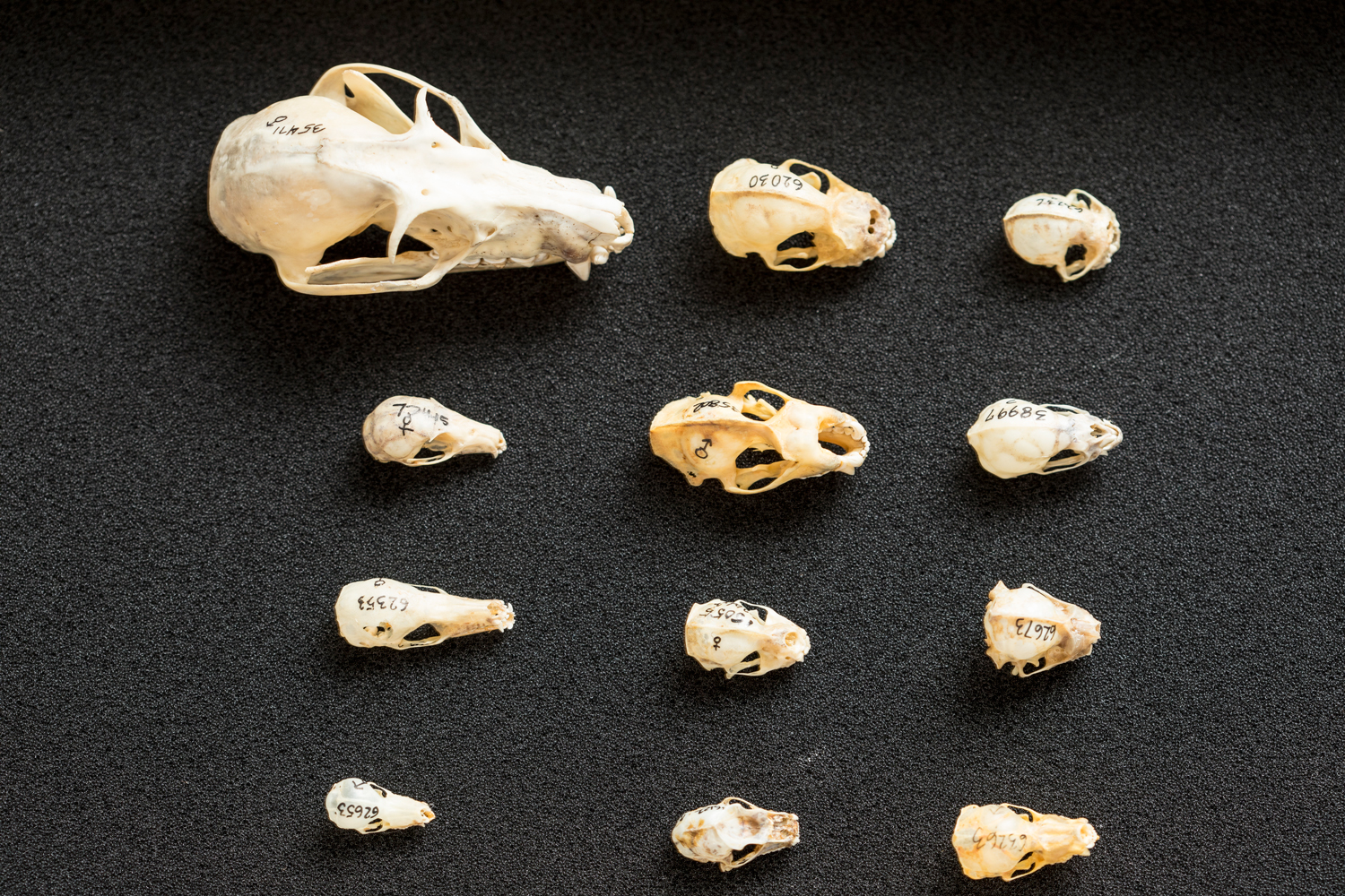 Skulls R cool! - Bat Conservation & Rescue of Virginia