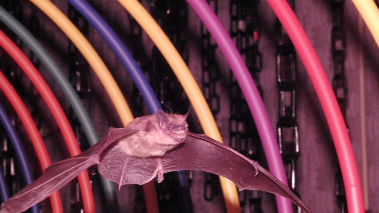 Flying through hoops! - Bat Conservation & Rescue of Virginia