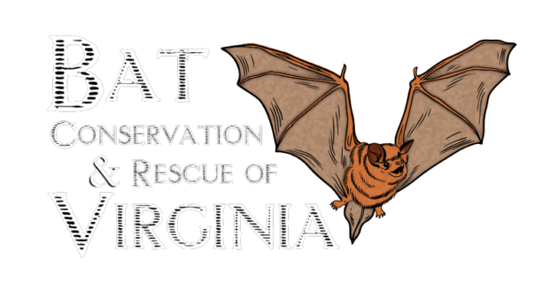 Home - Bat Conservation & Rescue of Virginia