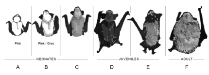 Bat ID - Bat Conservation & Rescue of Virginia