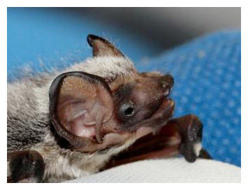 Home - Bat Conservation & Rescue of Virginia