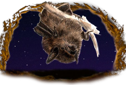 Home - Bat Conservation & Rescue of Virginia