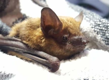 Home - Bat Conservation & Rescue of Virginia