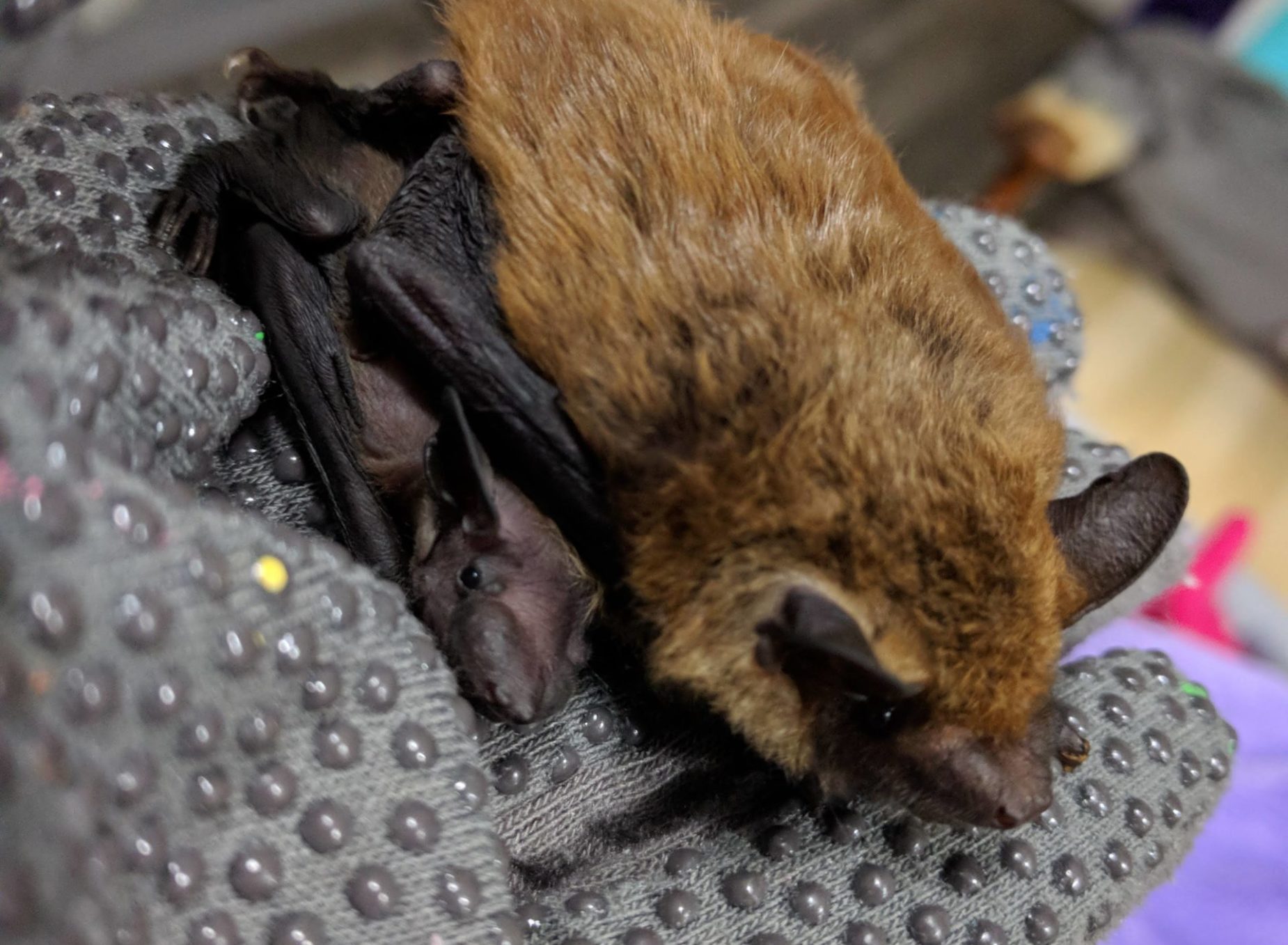 Home - Bat Conservation & Rescue of Virginia