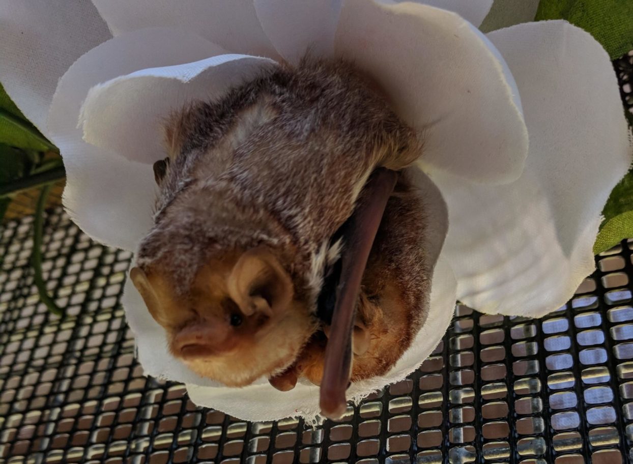 Home - Bat Conservation & Rescue of Virginia
