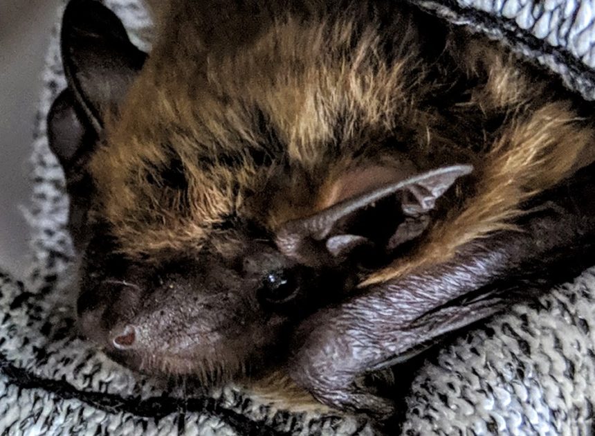 Home - Bat Conservation & Rescue of Virginia