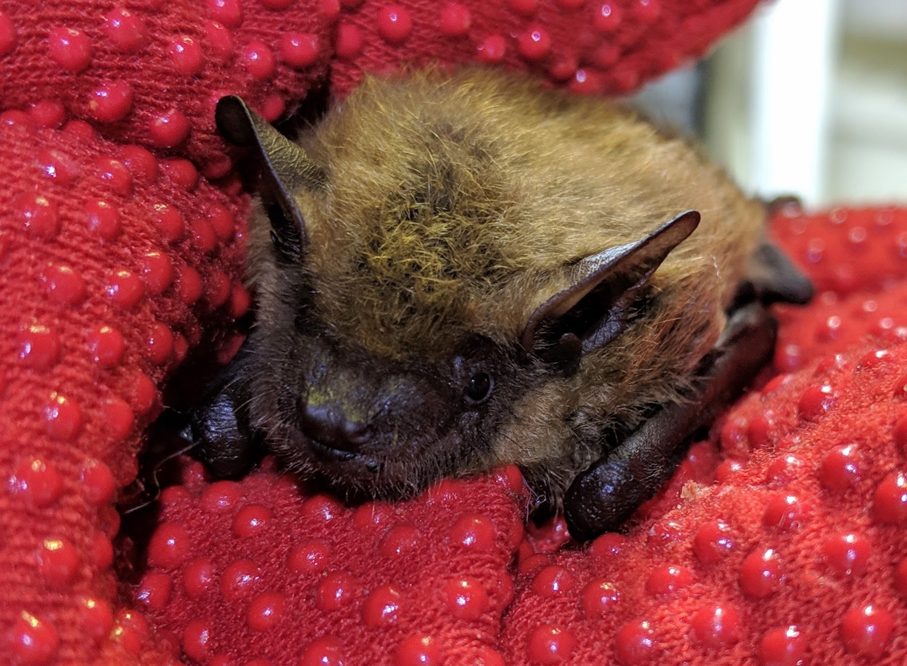 Home - Bat Conservation & Rescue of Virginia