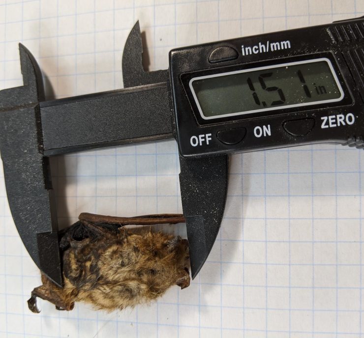 Bat ID - Bat Conservation & Rescue of Virginia