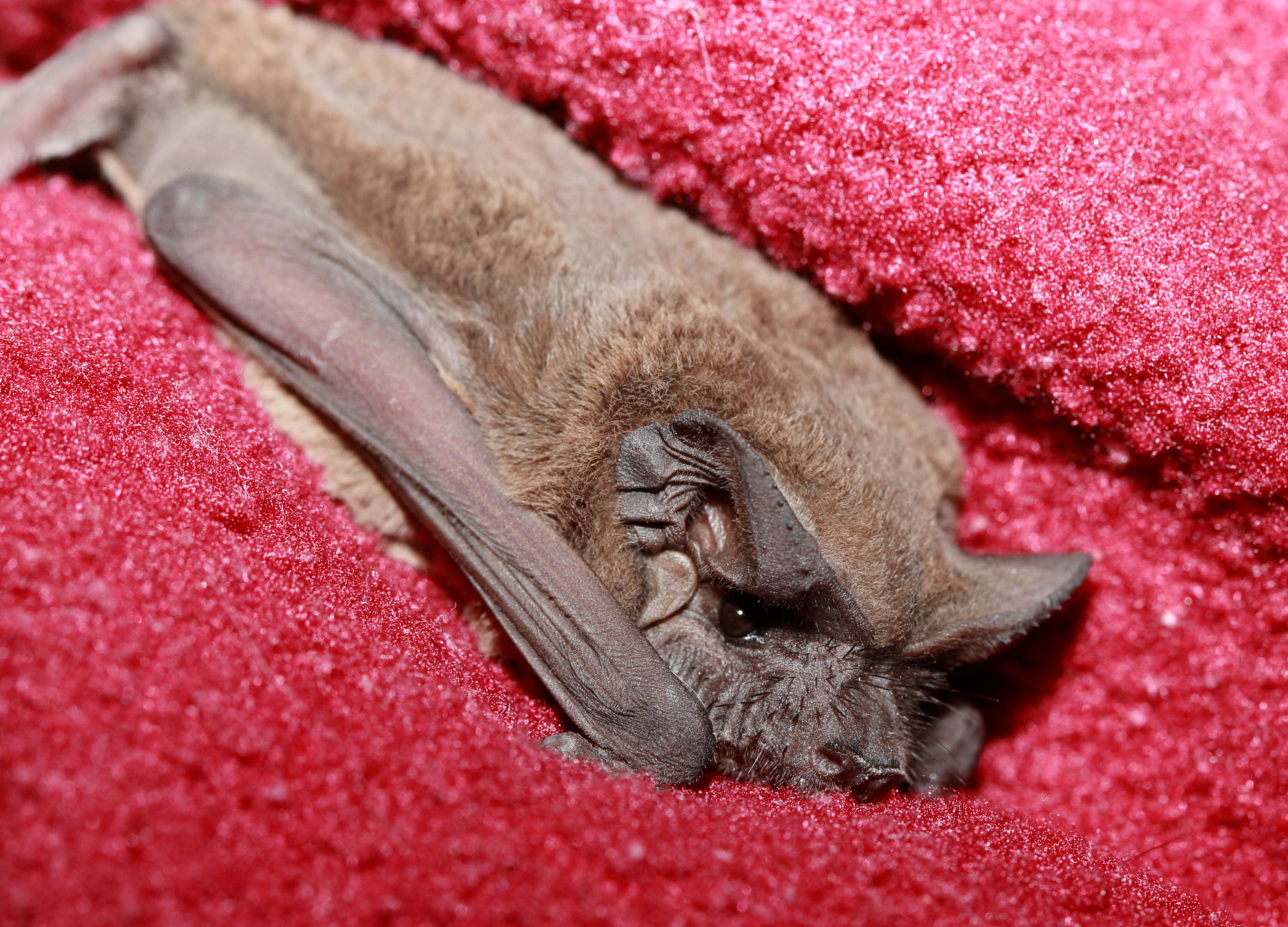 Home - Bat Conservation & Rescue of Virginia