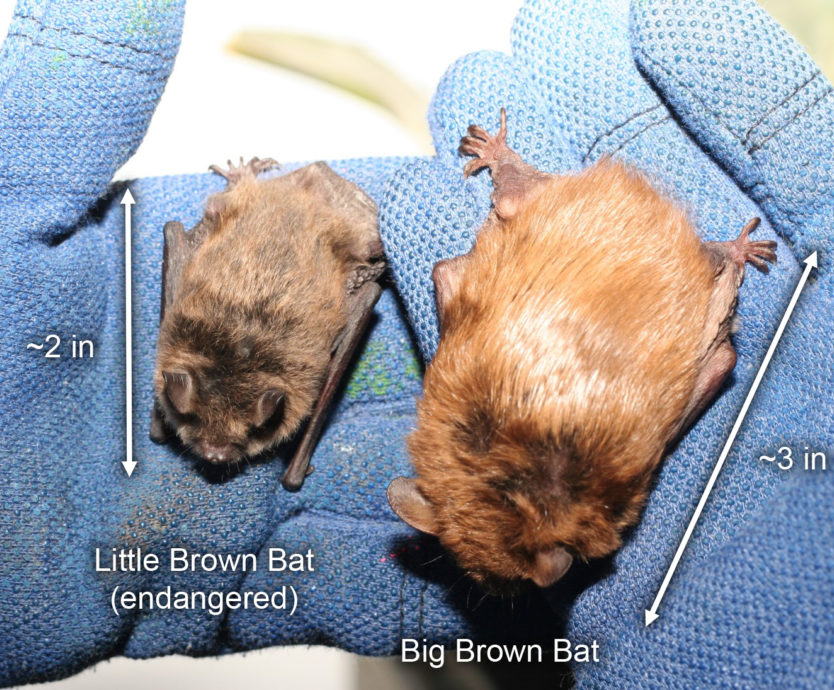Bat ID - Bat Conservation & Rescue of Virginia
