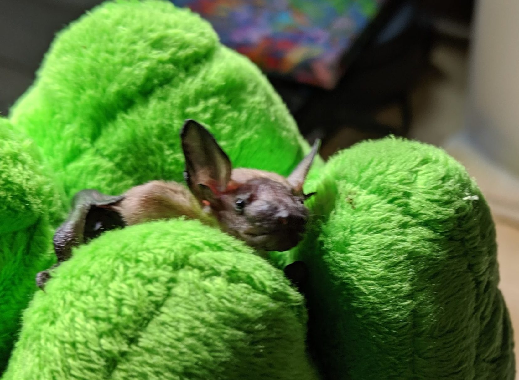 Home - Bat Conservation & Rescue of Virginia