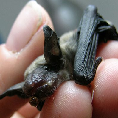 Bat ID - Bat Conservation & Rescue of Virginia