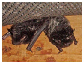Home - Bat Conservation & Rescue of Virginia
