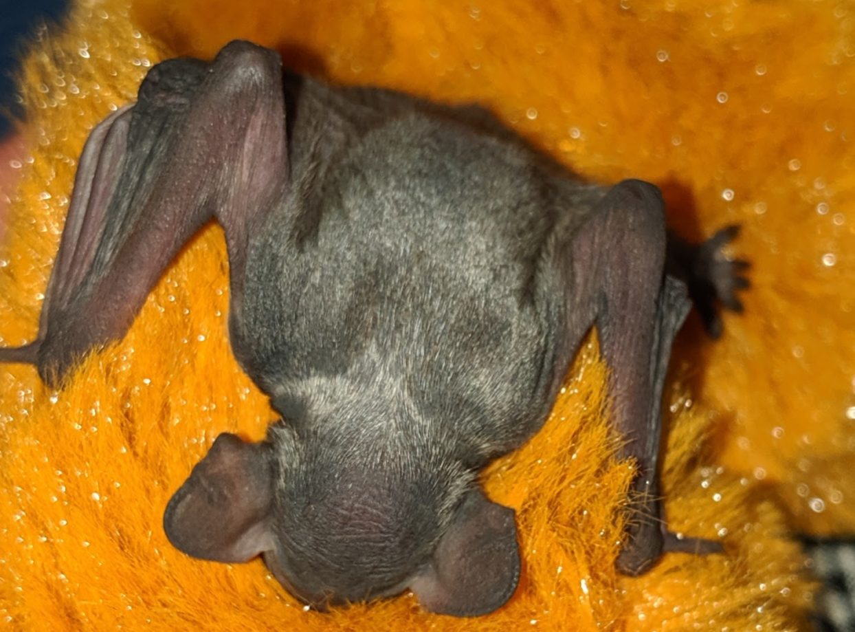 Home - Bat Conservation & Rescue of Virginia