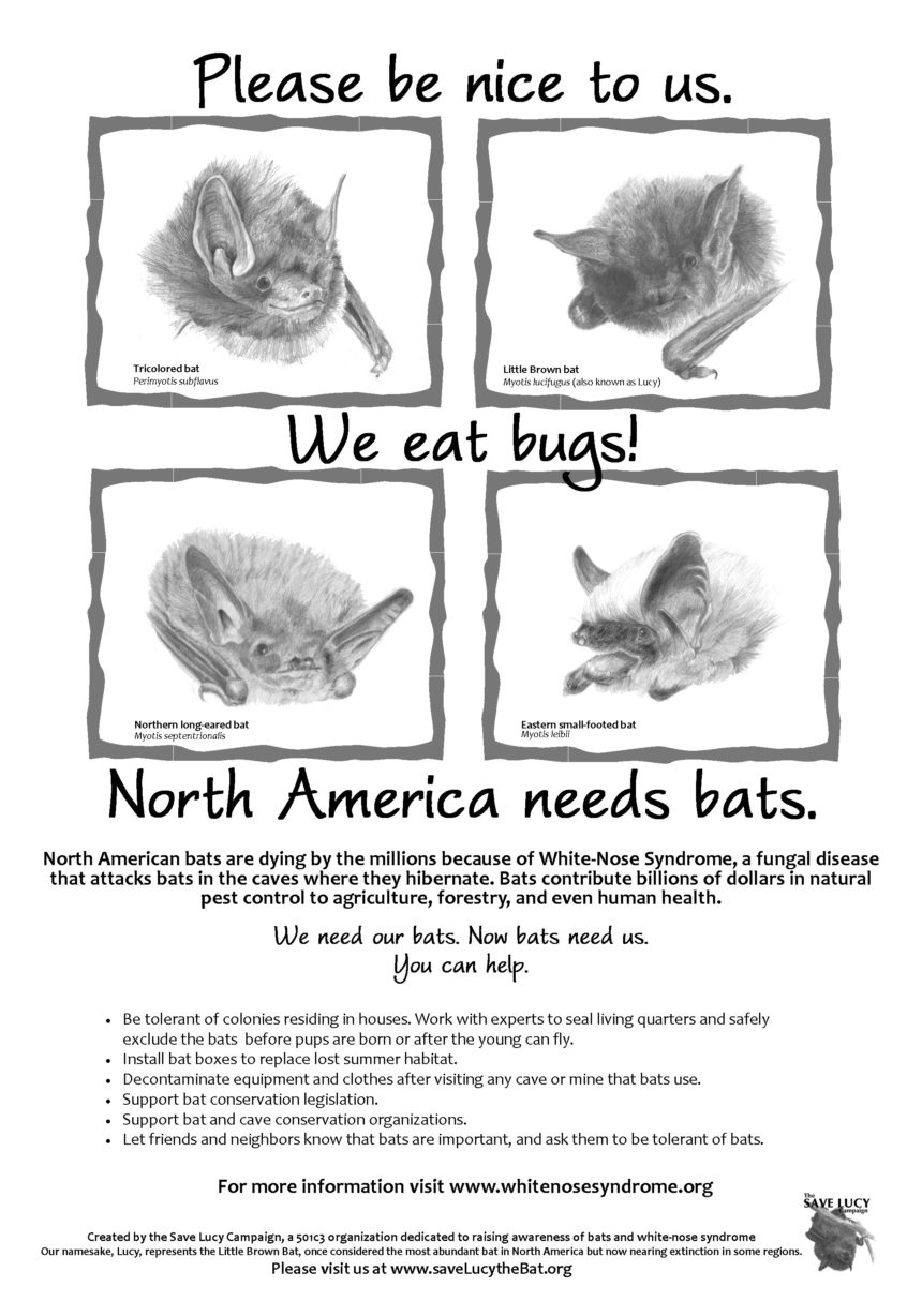 Resources - Bat Conservation & Rescue of Virginia