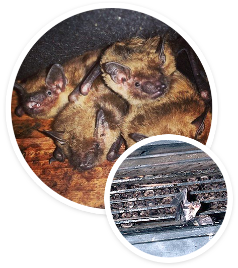 Help Bats - Bat Conservation & Rescue of Virginia