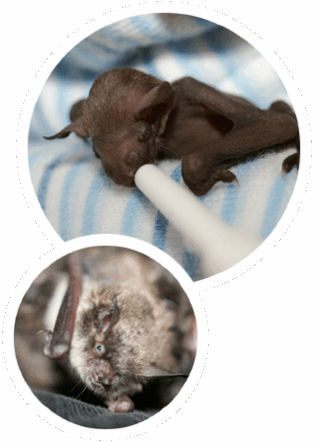 Bat Rescue - Bat Conservation & Rescue of Virginia