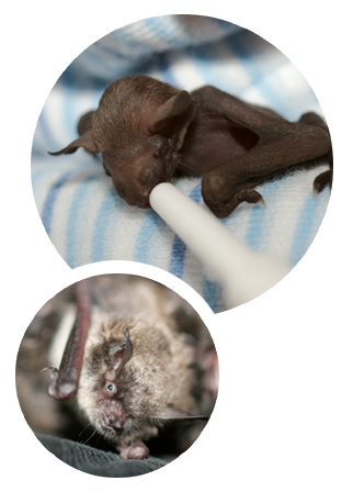 Bat Rescue - Bat Conservation & Rescue of Virginia