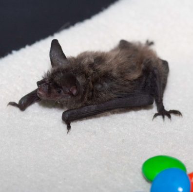 Bat ID - Bat Conservation & Rescue of Virginia