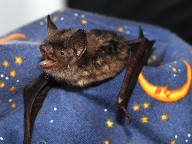 About Lucy - Bat Conservation & Rescue of Virginia