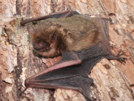 About Lucy - Bat Conservation & Rescue of Virginia