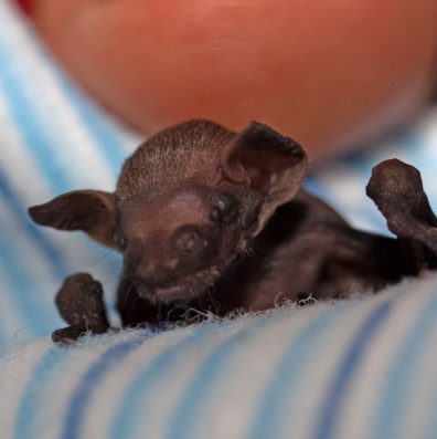 Bat ID - Bat Conservation & Rescue of Virginia